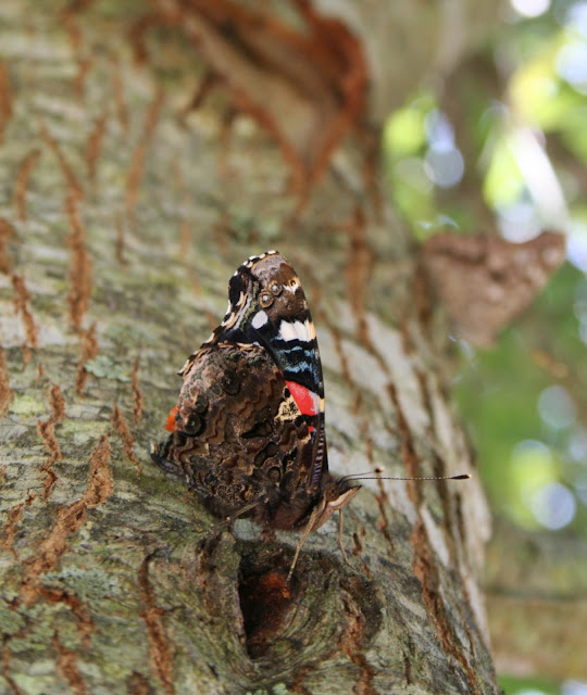 Hoot Owl Karma: Sap Sippers... Butterflies Tap the Trees