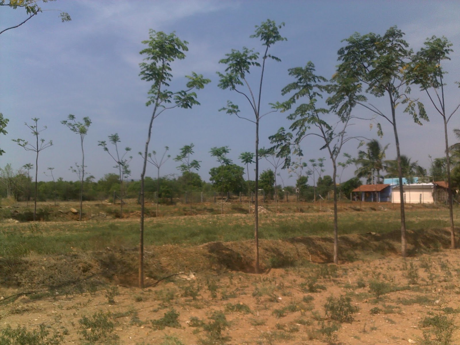 KOTHUKAADU - Beyond Birding