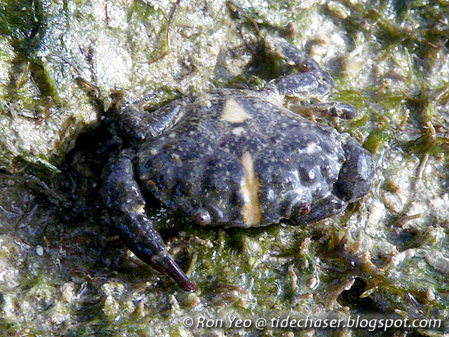 tHE tiDE cHAsER: Rubble Crabs (Phylum Arthropoda: Family Xanthidae) of ...