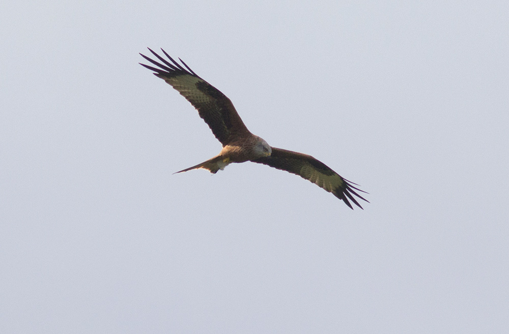 Weedon's World of Nature: Red Kites, Milton Estate, Peterborough