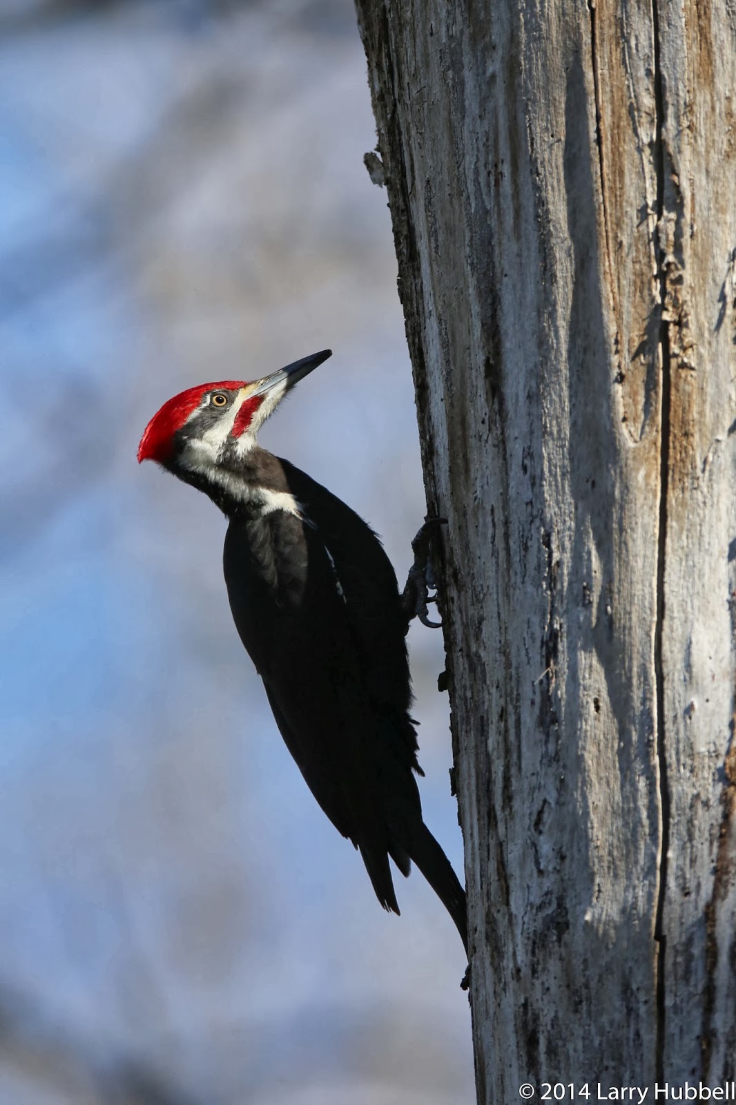 Union Bay Watch : Picidae, Picidae, What do you see?