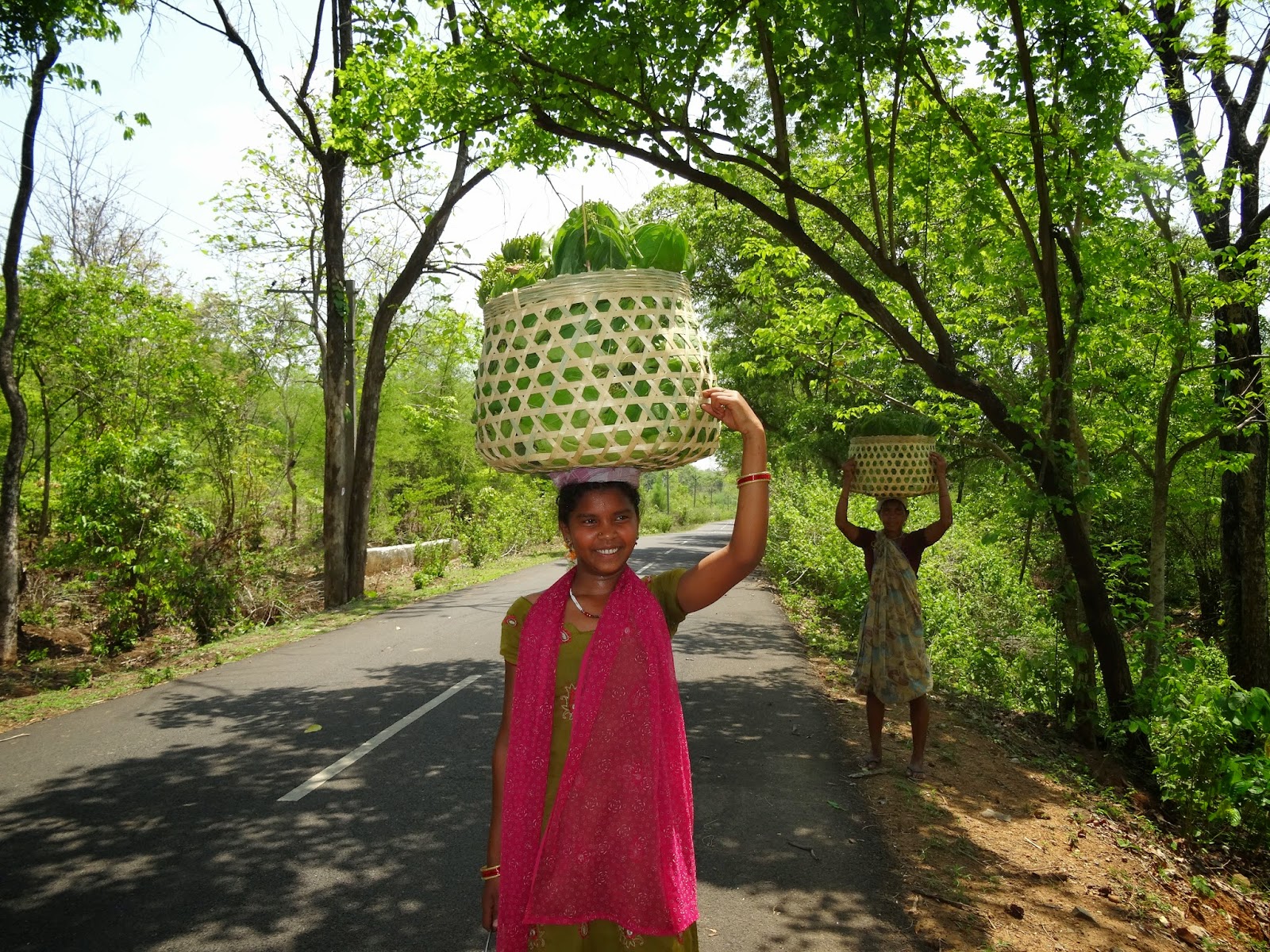 ashachintur: TENDU (BEEDI) LEAVES COLLECTION AND PROCESSING