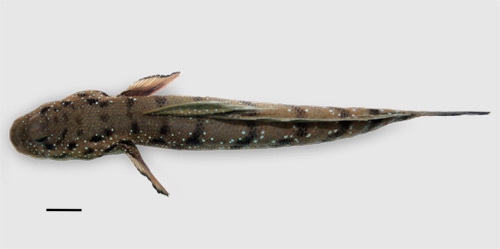 Dunia Mistik: Ikan Belacak Sirip Biru (Mudskipper)