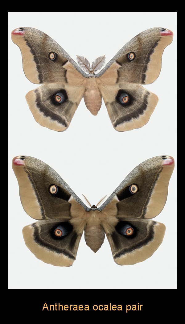 Joseph Scheer: Moths