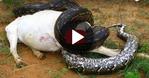 Giant snake in Anaconda Eat whole bull in the Amazon jungle, but fear ...