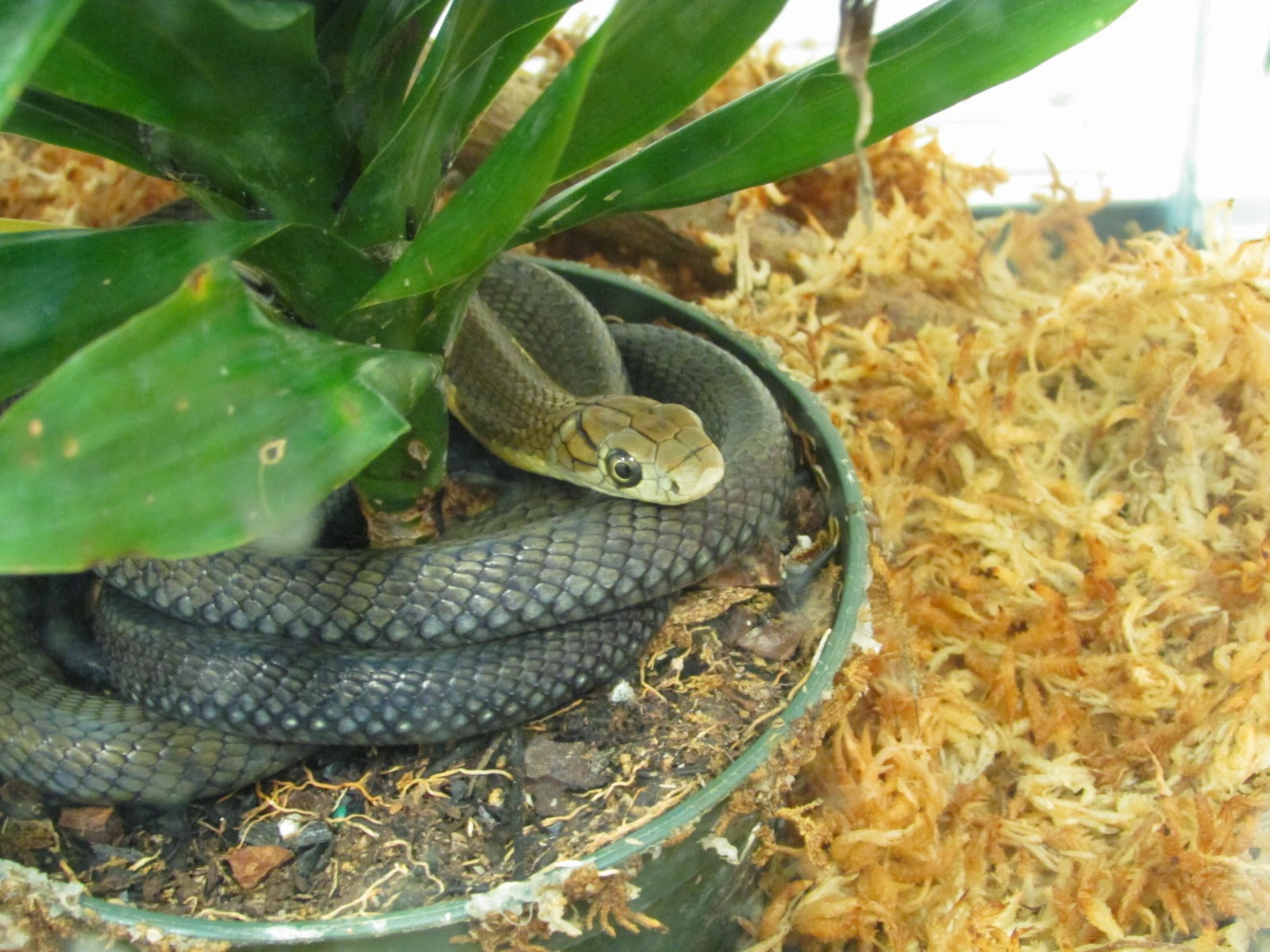 Adventures of the Cornell Herpetological Society: Herp Club Reptiland ...