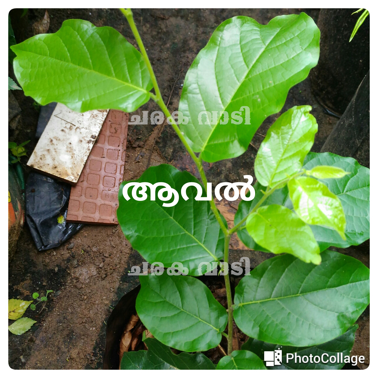 തപോവനം സിദ്ധാശ്രമം - ചരകവാടി | Thapovanam Sidhasramam - Charaka Vaadi ...