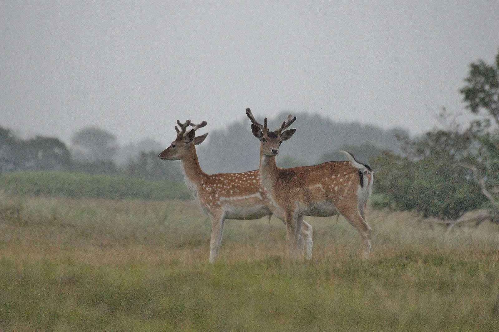 AMSTERDAMSE WATERLEIDINGDUINEN AWD: Kwak