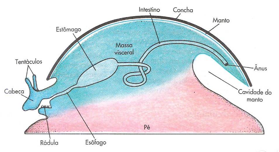 Bloggiologia: Moluscos
