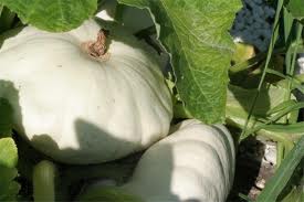 La cuisine de Jaja: Gratin de pâtisson blanc