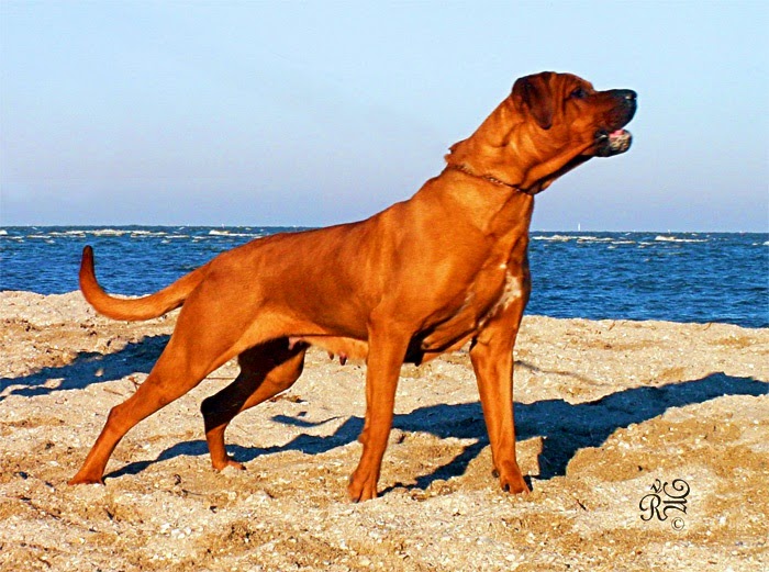 Tosa inu | WIKI PERROS