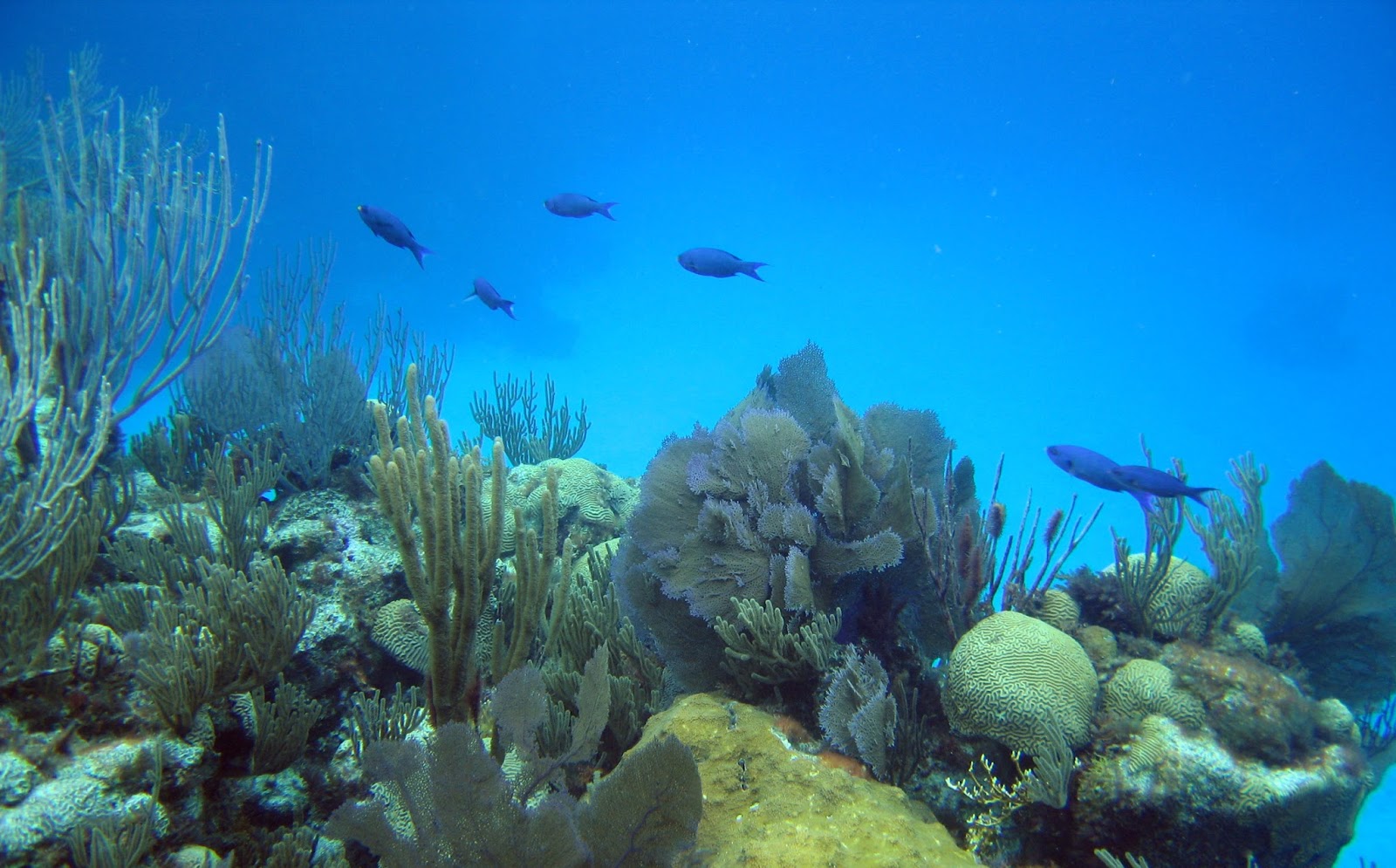 Reef Watch: Empowering citizens to monitor Bermuda's reefs and fishes