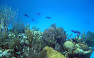 Reef Watch: Empowering citizens to monitor Bermuda's reefs and fishes