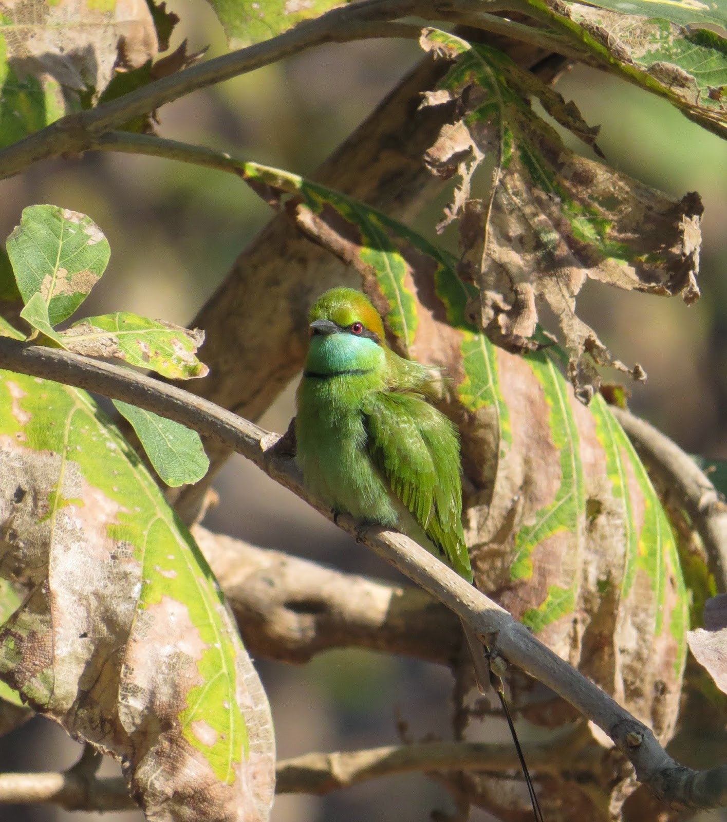 WWF-MSO: Glory of Allapalli, Hemalkasa - Gadchiroli