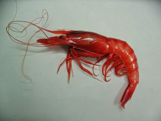 Variety of Life: Decapoda