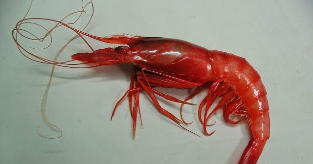 Variety of Life: Decapoda