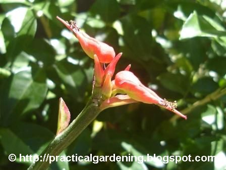 Practical Gardening: Pedilanthus tithymaloides variegatus or Devil's ...