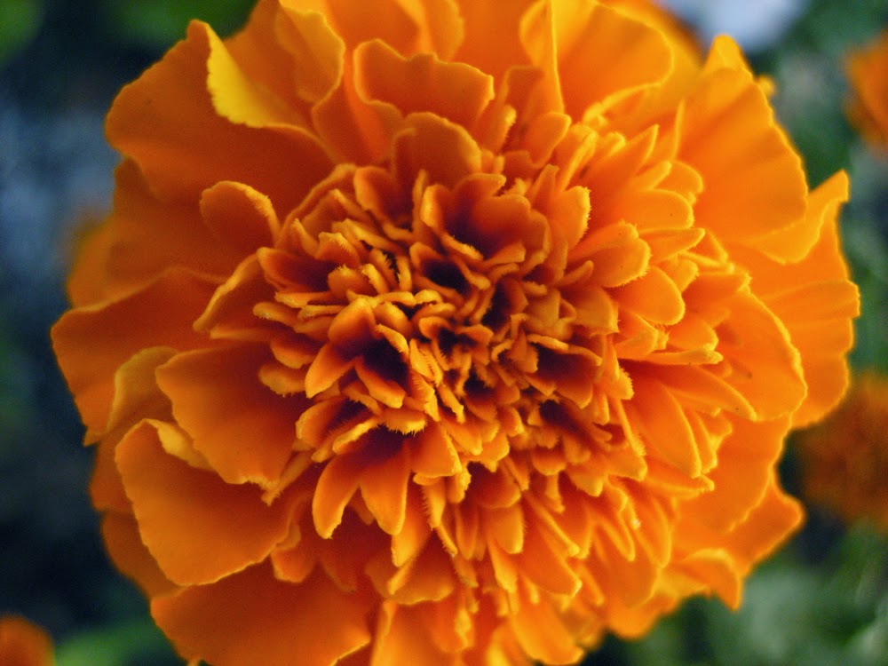 Sejarah dan Manfaat Berbagai Macam Bunga: Sejarah & Manfaat Bunga Marigold