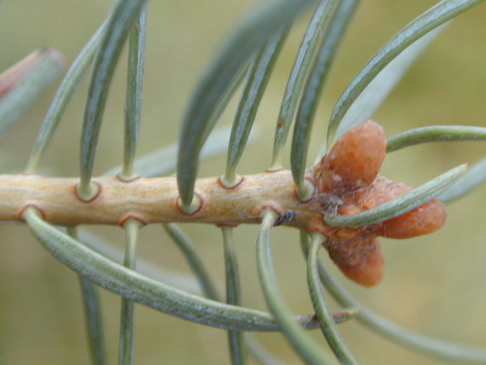 Trees of Santa Cruz County: Abies concolor - White Fir