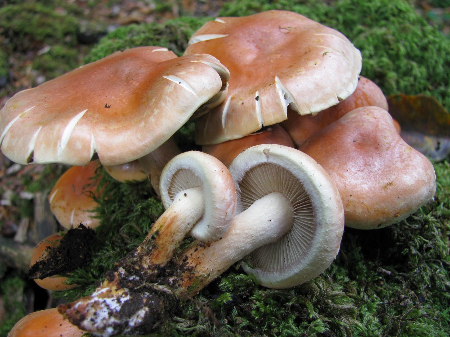 Guía de Setas y Hongos de Navarra.: Hypholoma lateritium (Schaeff.) P. Kumm
