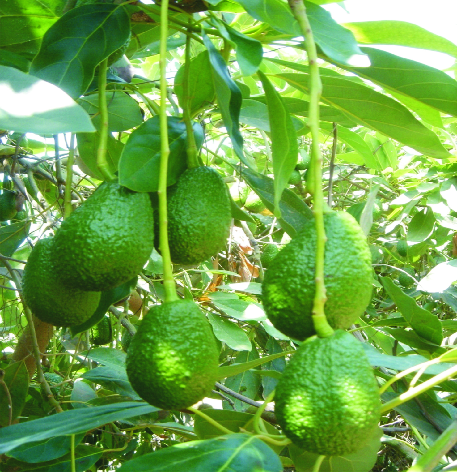 EL PALTO ANTE EL CAMBIO CLIMÁTICO « REVISTA BUENA SEMILLA - Fomentando ...