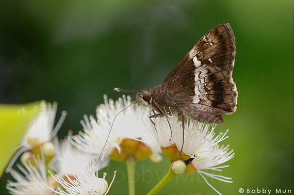 Butterflies of Singapore: Life History of the Tree Flitter