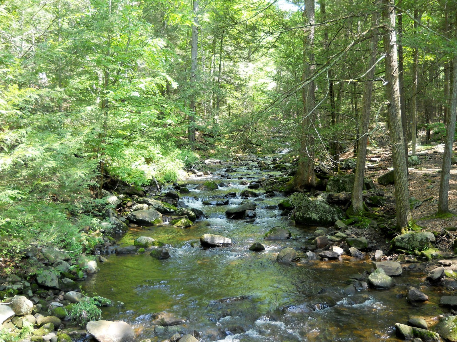 Small Stream Reflections: "Tumbledown Creek"