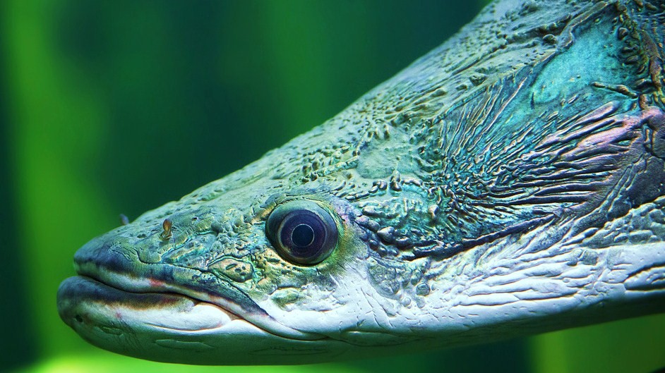 La Pesca del Arapaima o Paiche