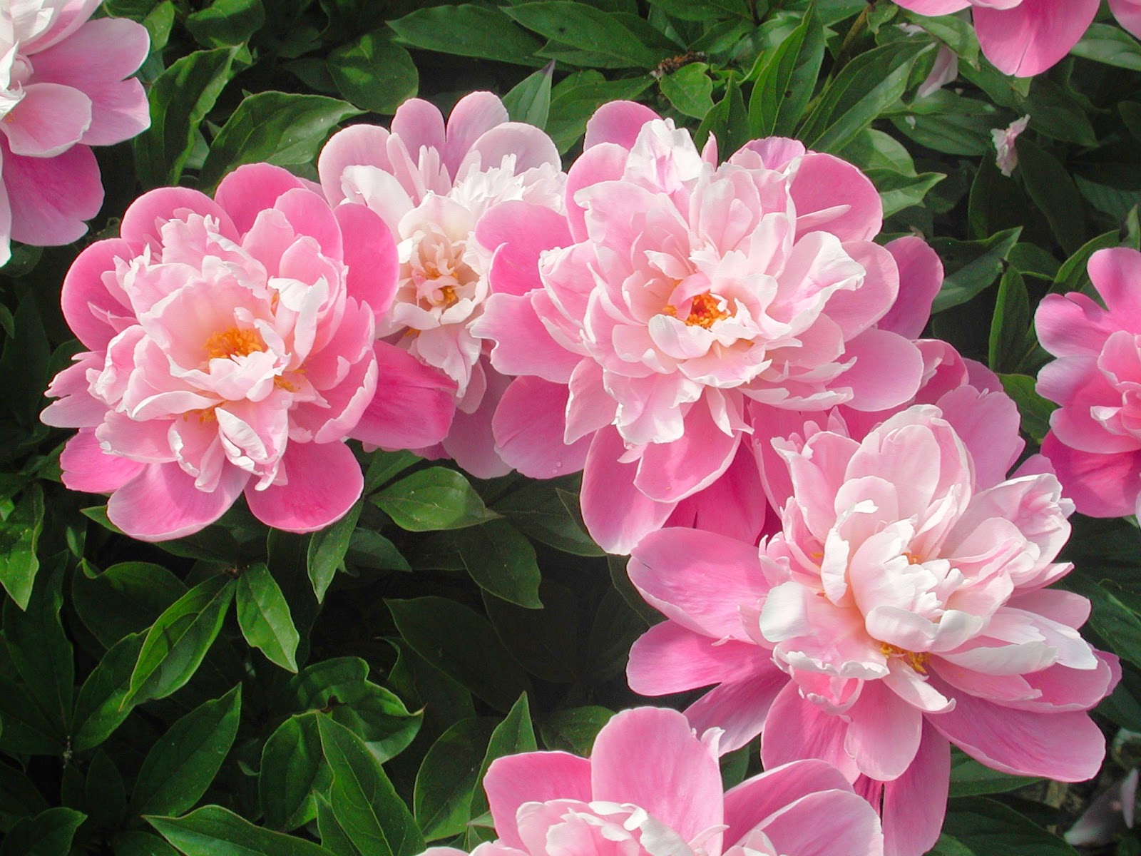 SECTIA IMPRUMUT CARTE PENTRU COPII: ISTORIA BUJORULUI