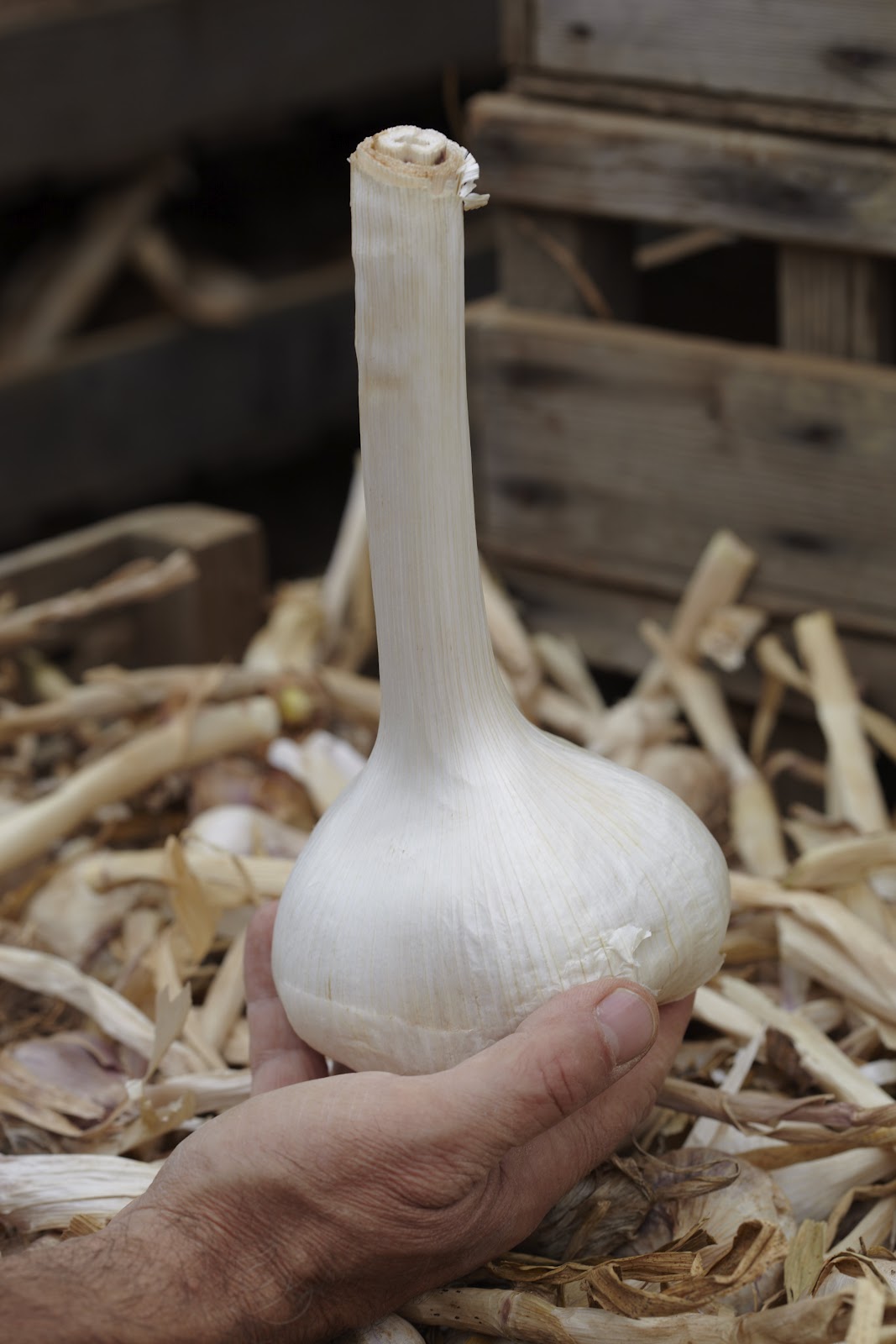 Madhouse Family Reviews: Elephant Garlic Recipes