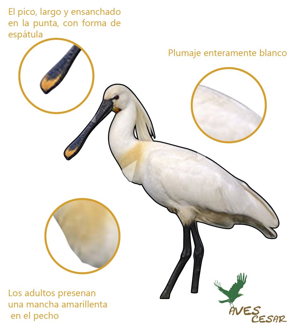 ESPÁTULA (Platalea leucorodia): AVES CESAR