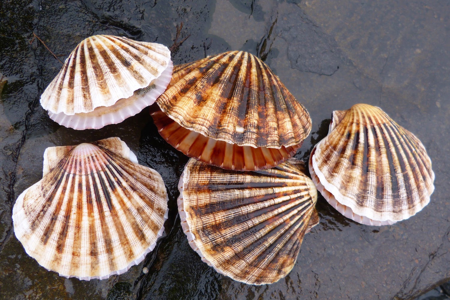 A Kilchoan Diary: Washed Up Dead