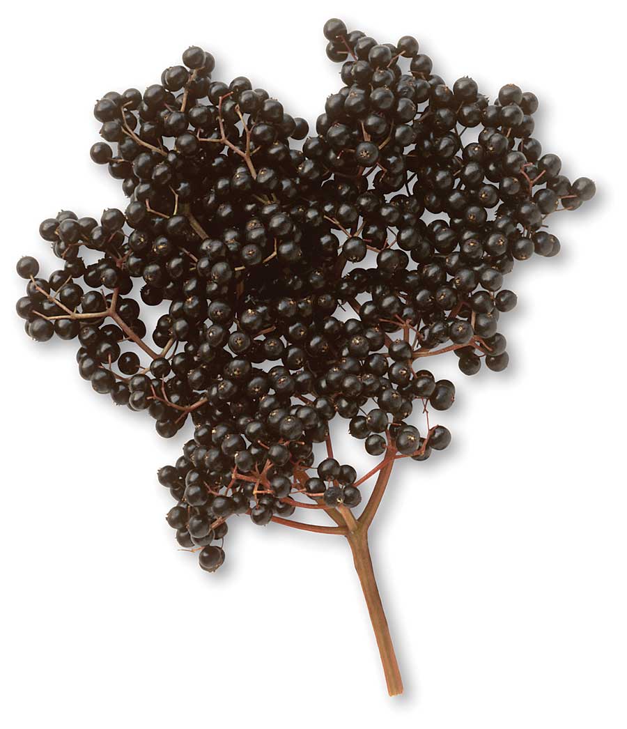 Gastronomía a Libreta Abierta, [=I=]: Saúco