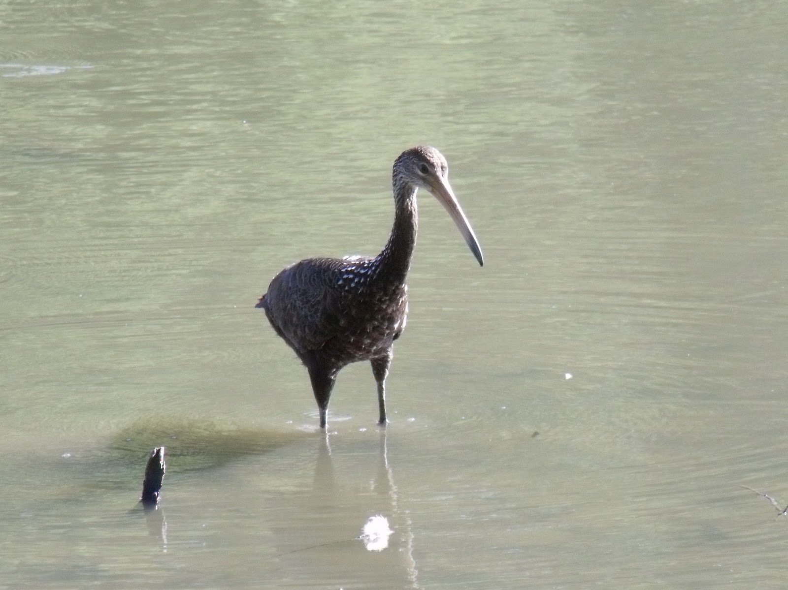 NATURALEZA Y CULTURA: El Carau