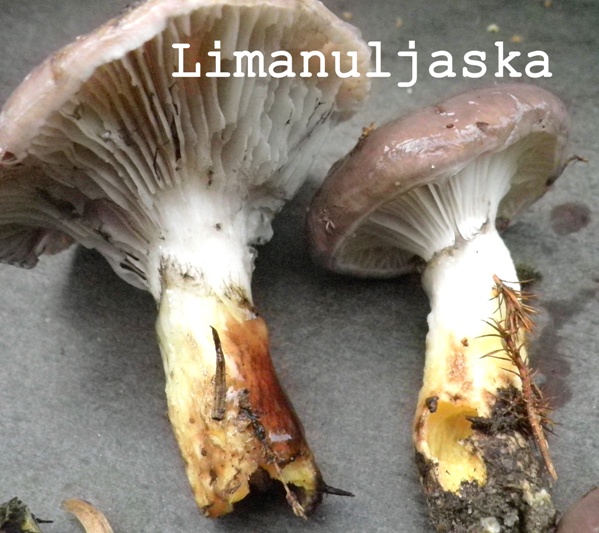 sieniopas: - - - - - Limanuljaska