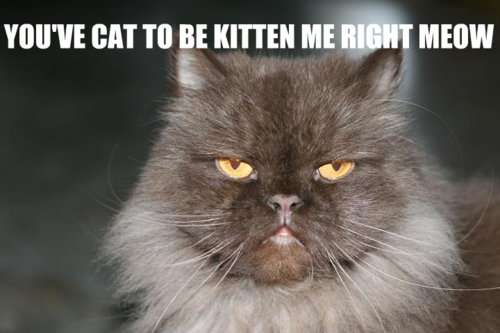 Just for fun pic: You've Cat To Be Kitten Me Right Meow