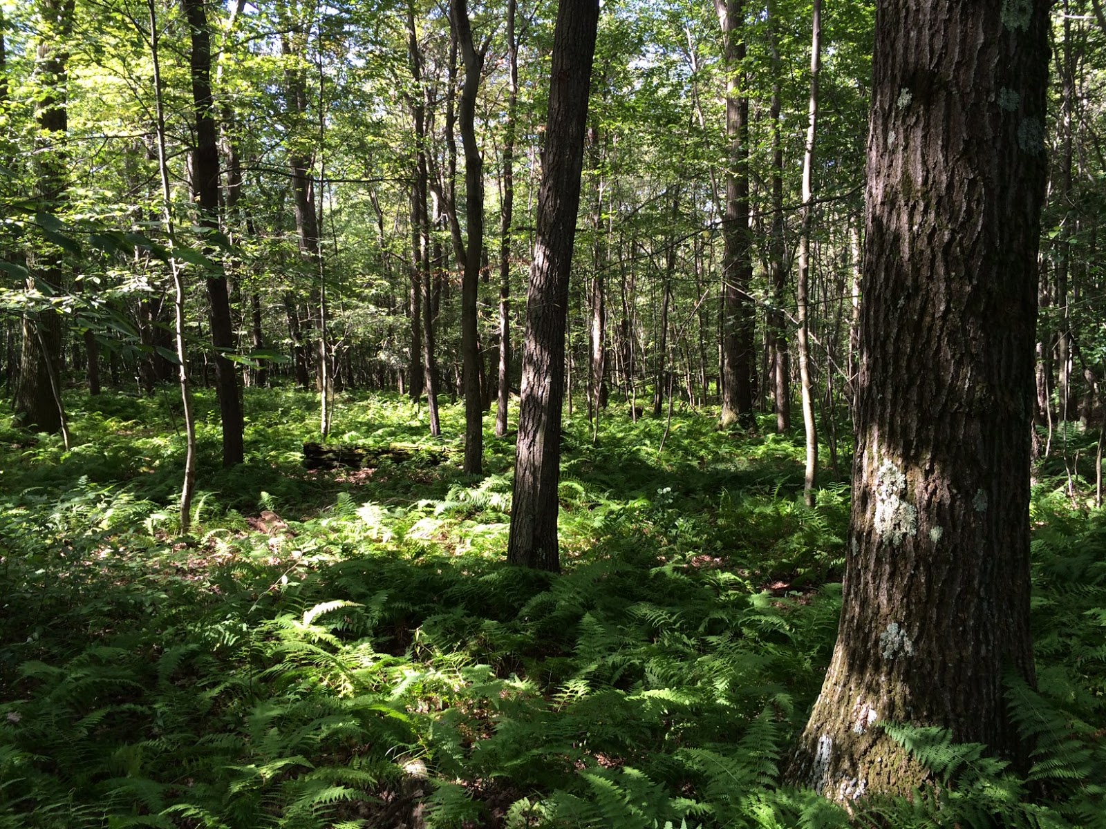 PA Environment Digest Blog: Western PA Conservancy: Laurel Ridge State ...