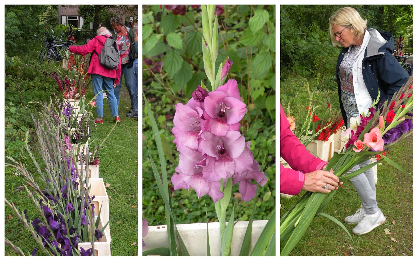 marieke nolsen: Gladiolen van Hermien Challa