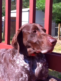 GSP Dog Training: 2014