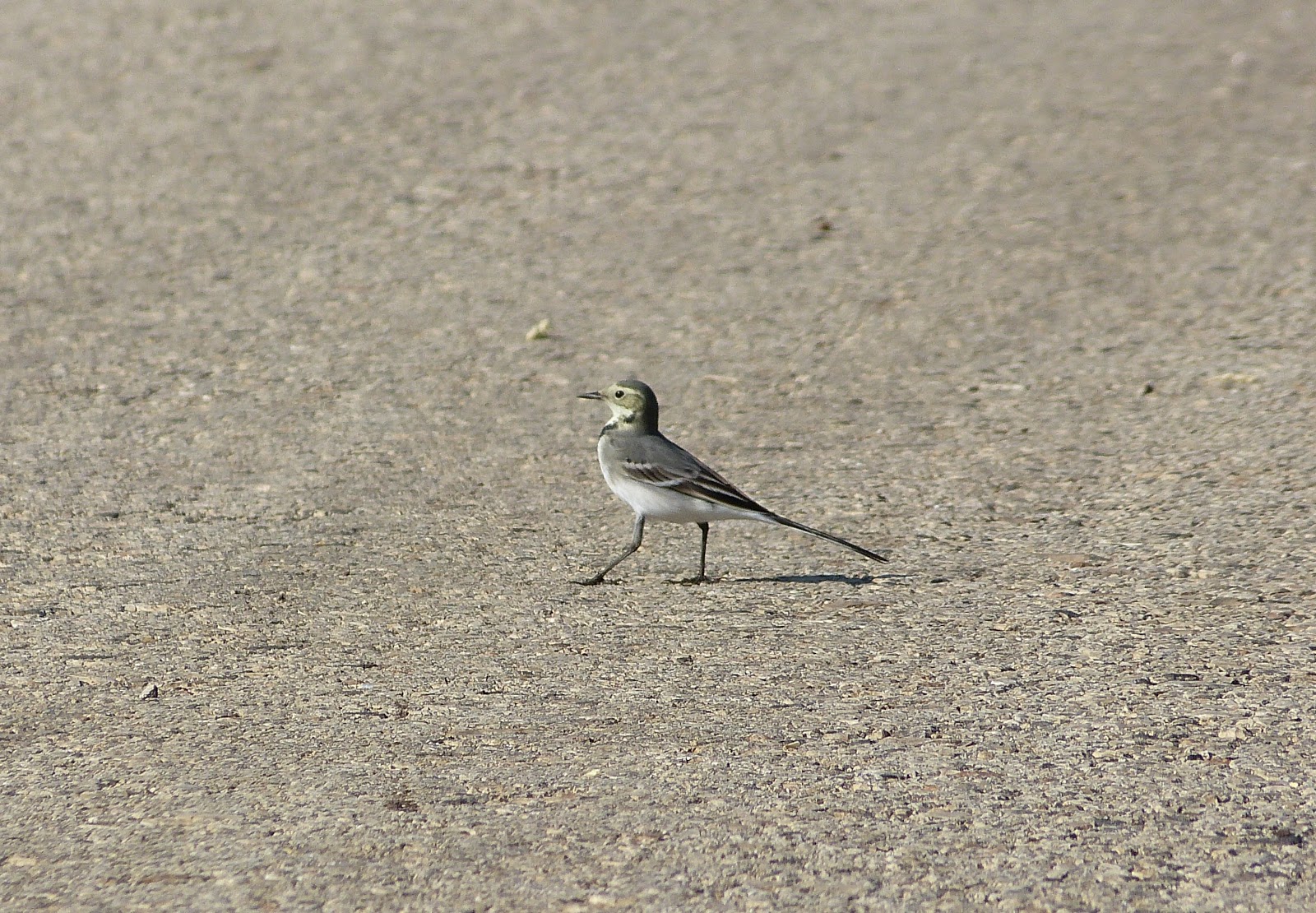 Hula Bird Festival - The Urban Birder
