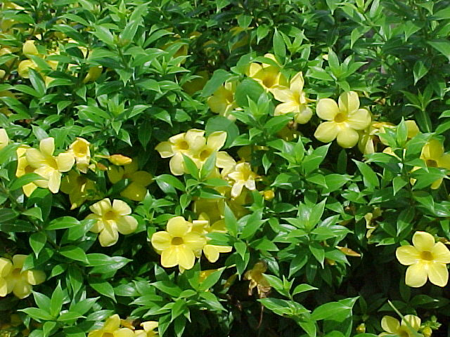 Home And Garden : Allamanda cathartica (Golden trumpet vine)