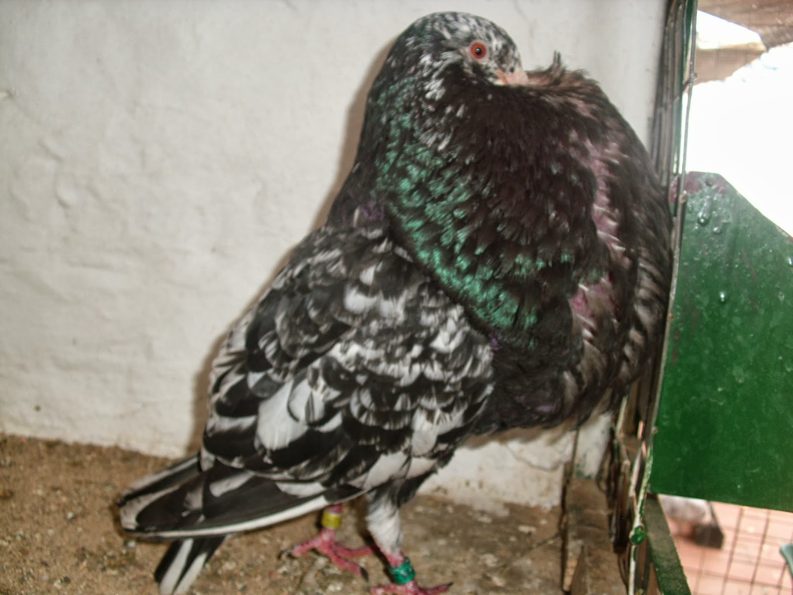 palomas de raza - el foti - carmona(sevilla): PALOMAS GADITANAS