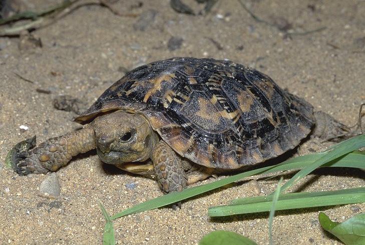 Pancake Tortoise Turtle - Malacochersus Tornieri
