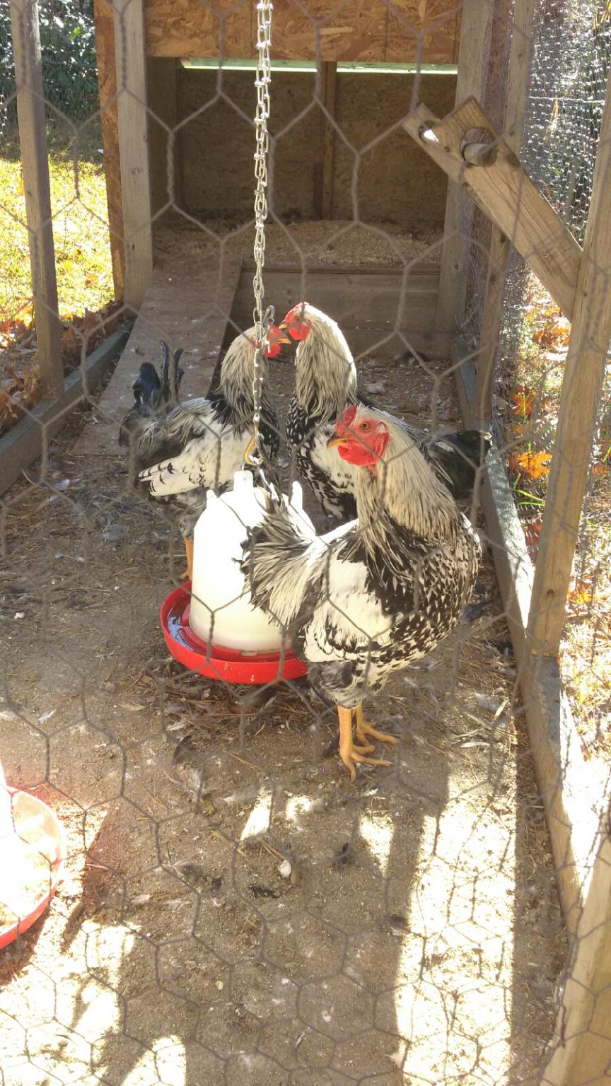 The Brick House Homestead: Butchering the Roosters