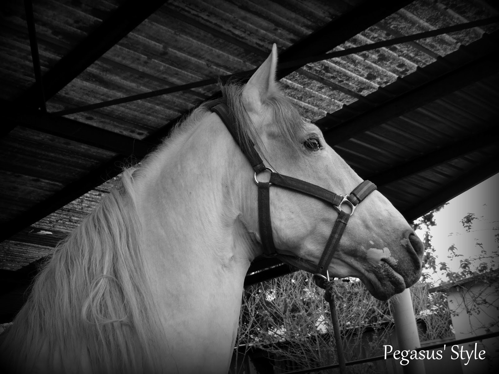 Indiano, el gran corcel blanco | Pegasus' Style