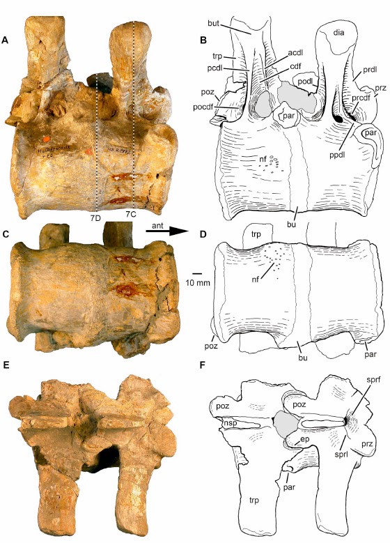 Sciency Thoughts: Bone pathology in a Triassic Phytosaur.