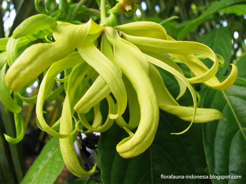 KENANGA - Flora & Fauna Indonesia