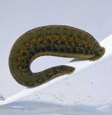 Ciri-ciri Cacing (Vermes) beserta gambar bentuk tubuhnya