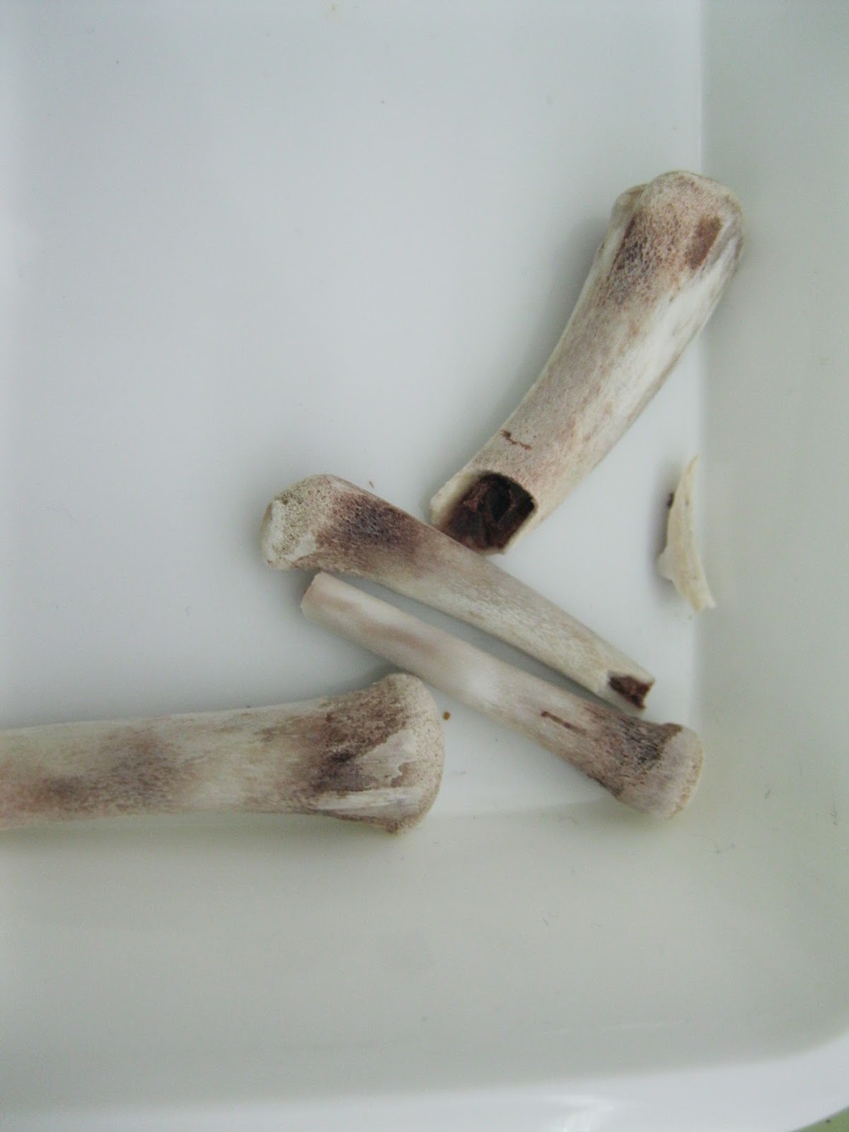 Ignasi Peraire Science Blog: Bones experiment (6th grade)