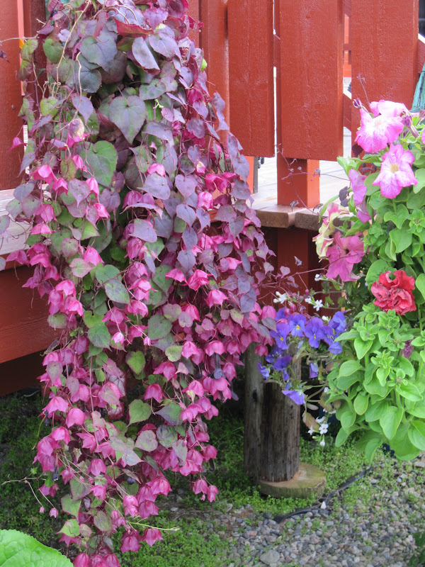 primulas hage: Blomster i krukker og kasser 1. juli